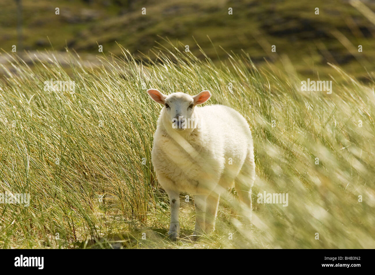 Sheep in sand dunes hi-res stock photography and images - Alamy