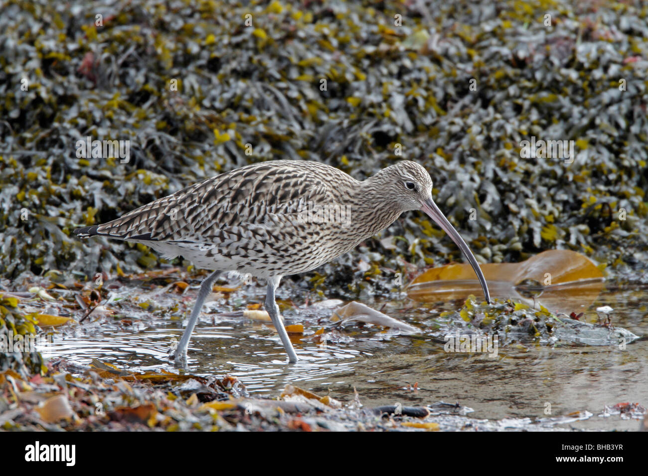 Curlew walking hi-res stock photography and images - Alamy