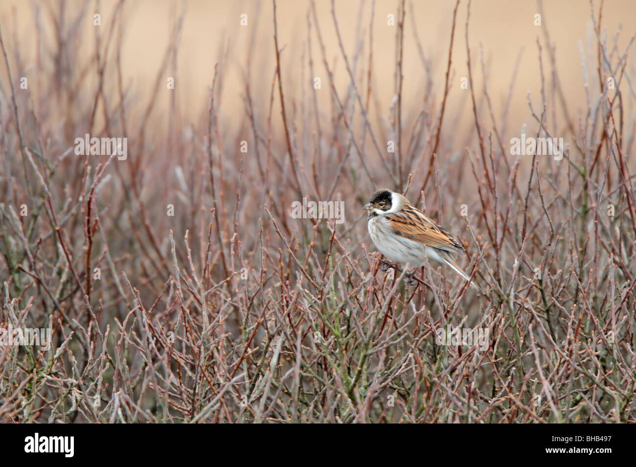 Male Common Reed Bunting in willow taken in winter Stock Photo - Alamy