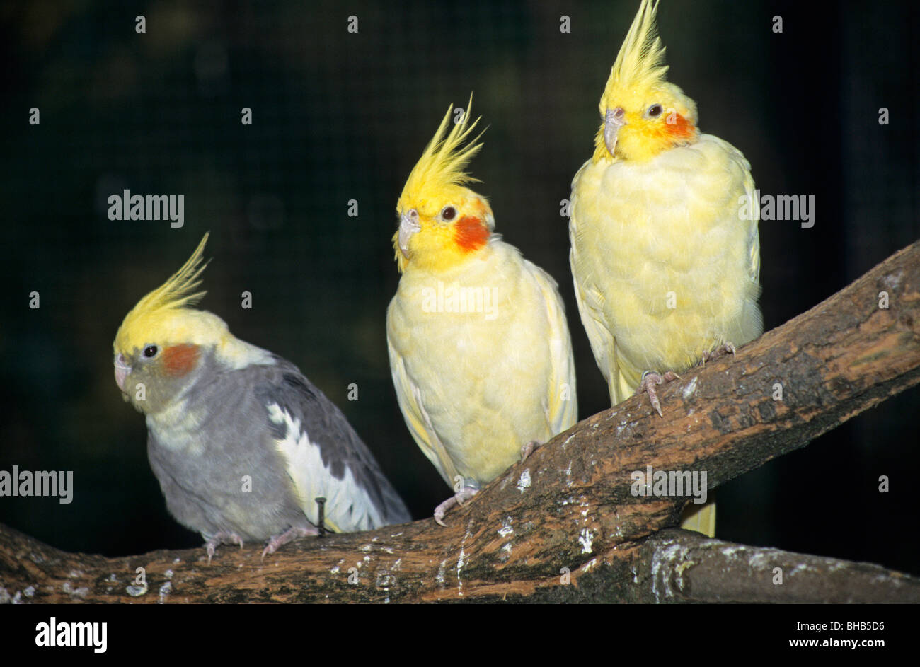 Cockatiels Stock Photos & Cockatiels Stock Images - Alamy