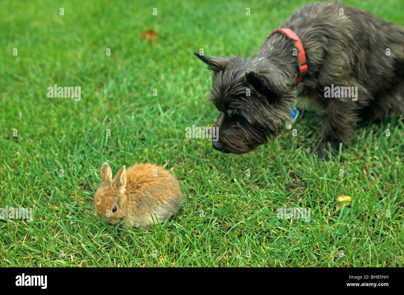 Rabbit and dog pets hi-res stock photography and images - Alamy