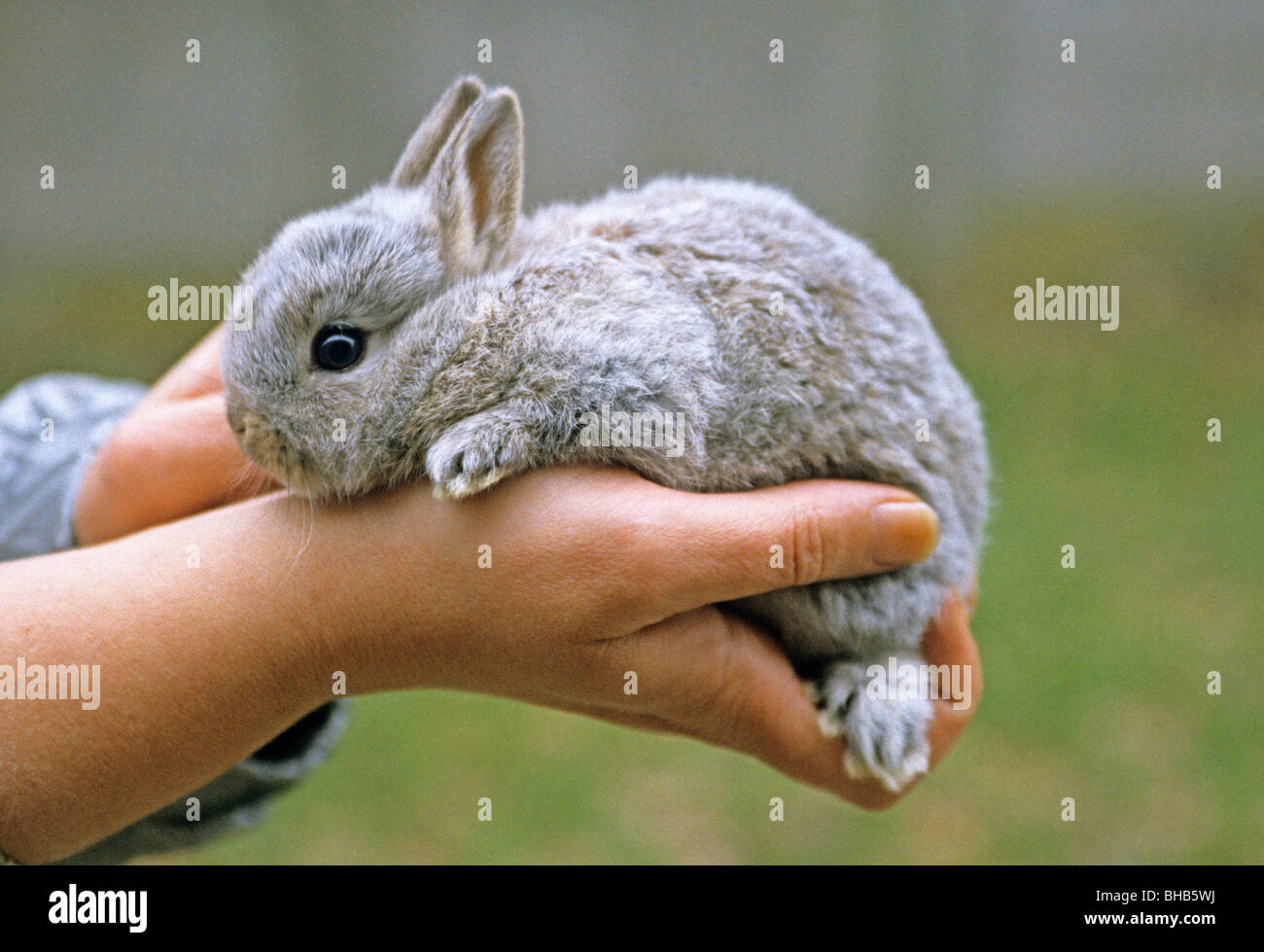 young rabbit held by a hand Stock Photo - Alamy