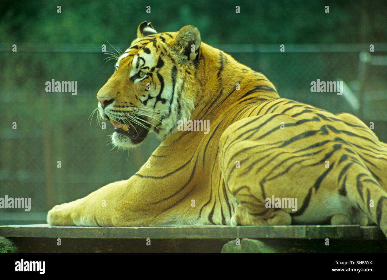 a tiger relaxing at a zoo Stock Photo - Alamy