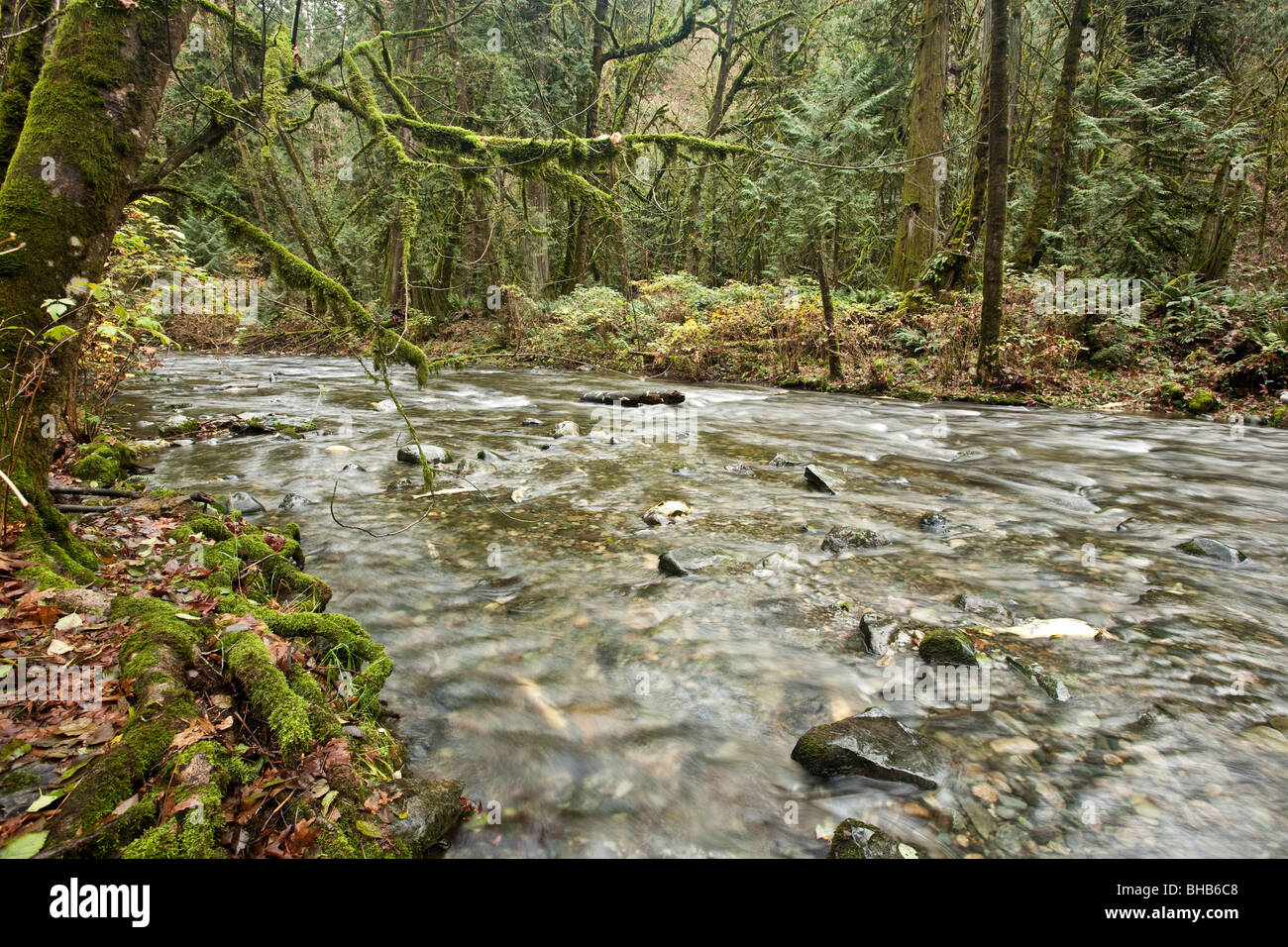 Coho salmon life cycle hi-res stock photography and images - Alamy