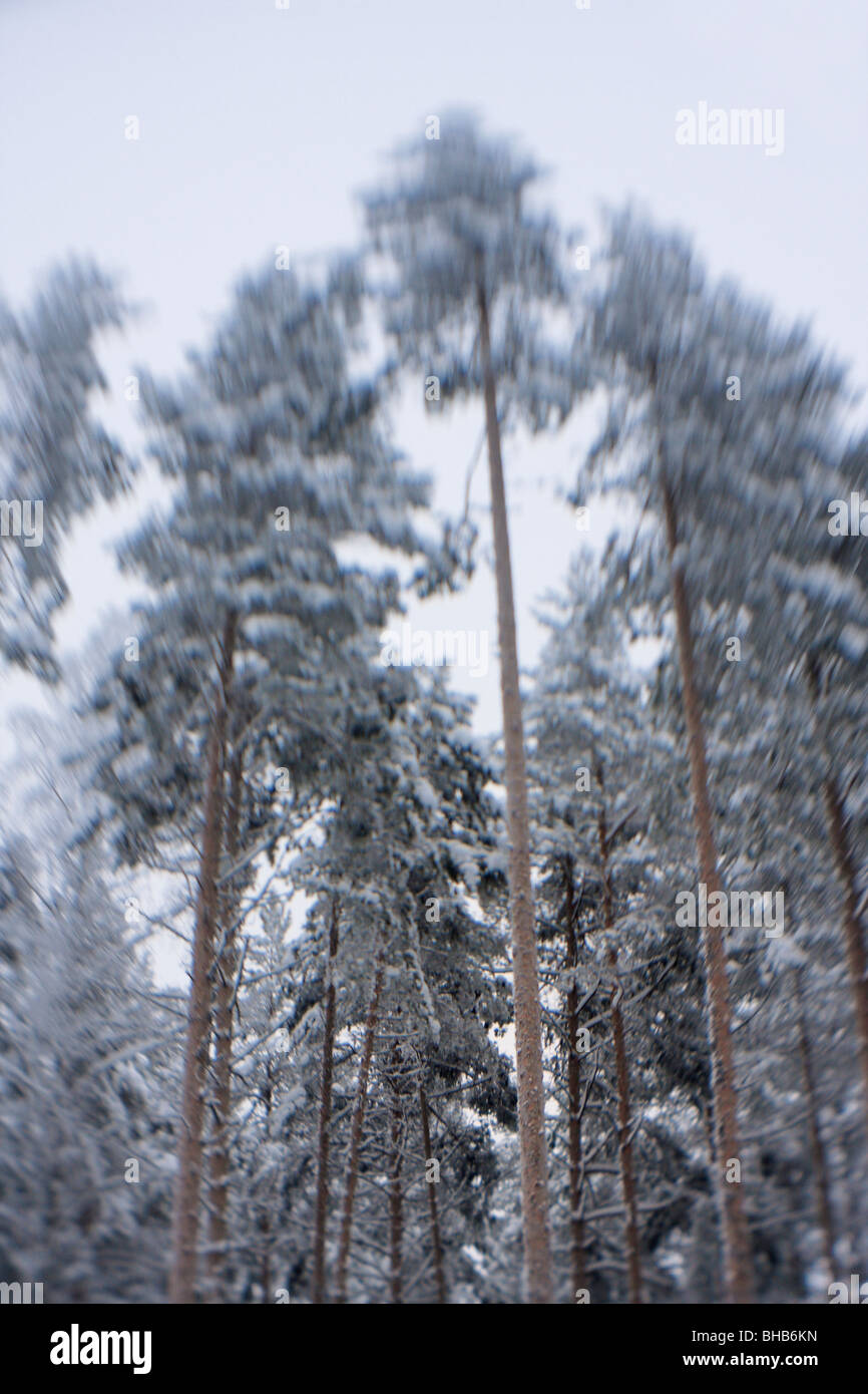 Tall lean snow covered pine trees reaching into the sky Stock Photo - Alamy