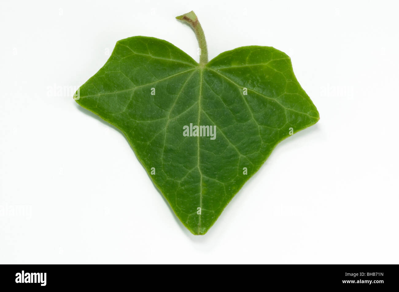 English ivy (hedera helix) Cut Out Stock Images & Pictures - Alamy