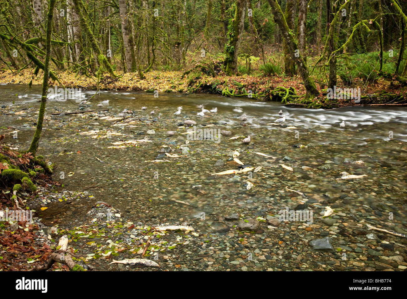 Salmon run at Goldstream Park. Vancouver Island, BC, Canada Stock Photo ...