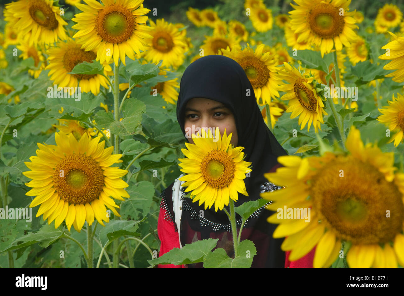 Muslim girl in the sunflower fields near Saraburi Thailand Stock Photo ...