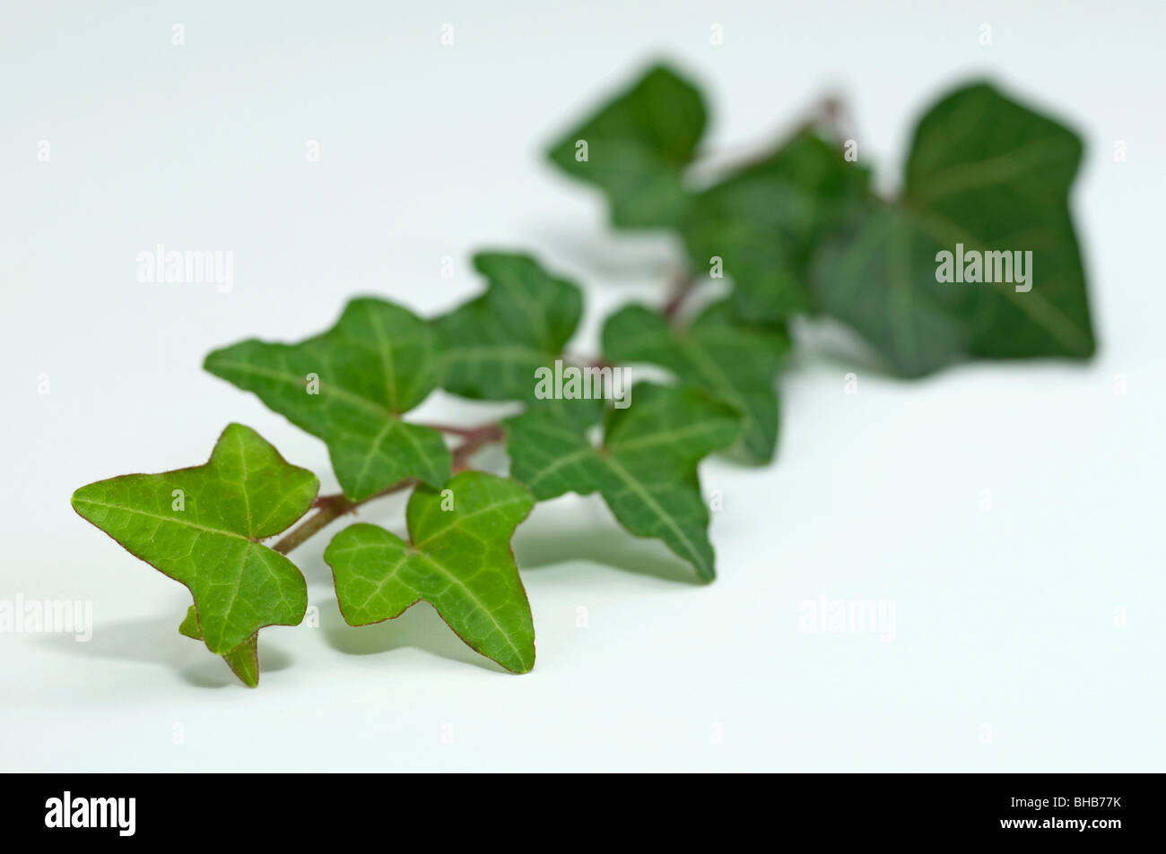 Common Ivy, English Ivy (Hedera helix), twig, studio picture Stock ...