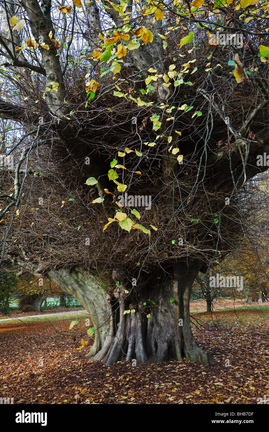 The Great Holker Lime, Holker Hall, Cumbria Stock Photo - Alamy