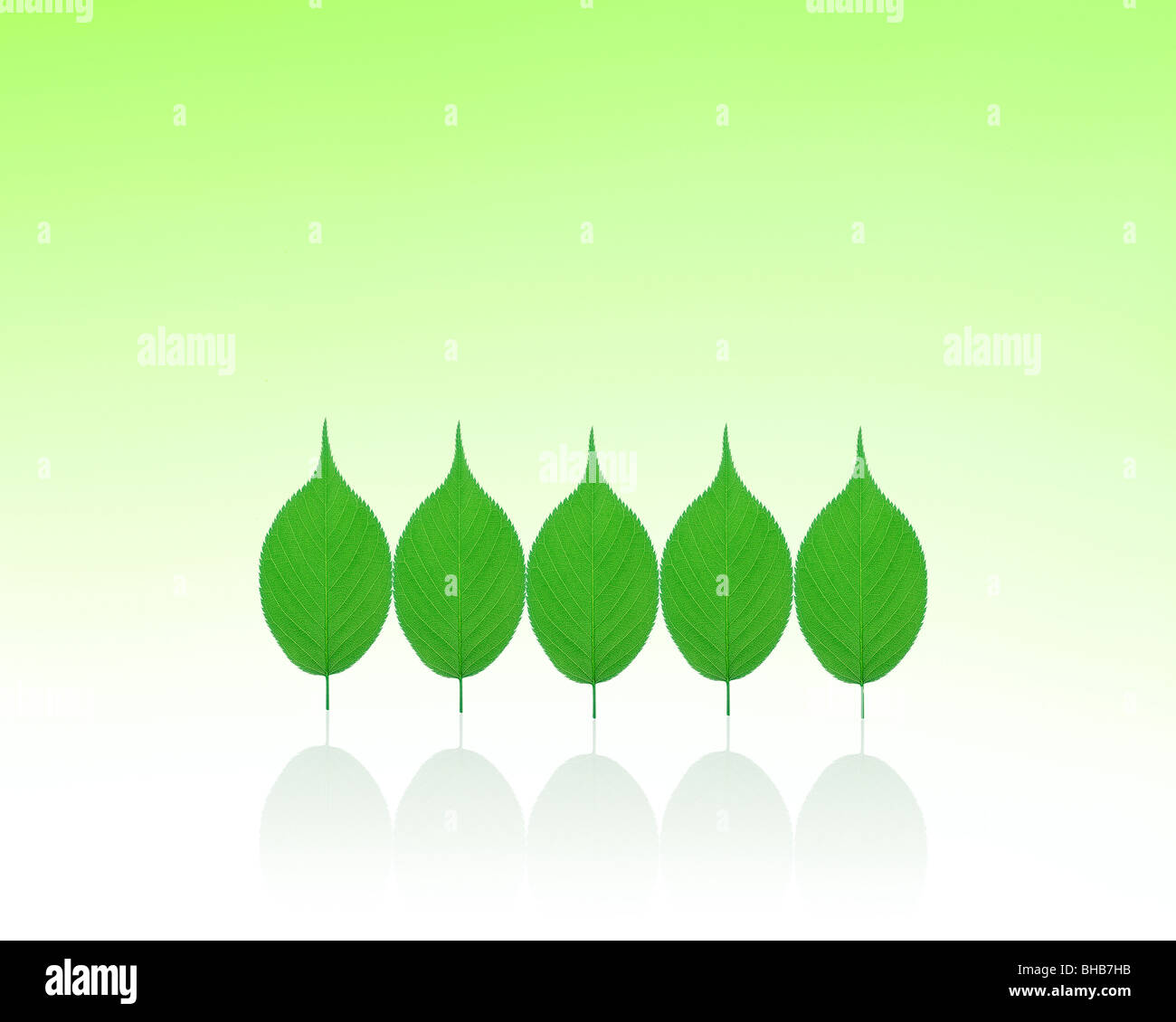 Five leaves in a row, studio shot Stock Photo - Alamy