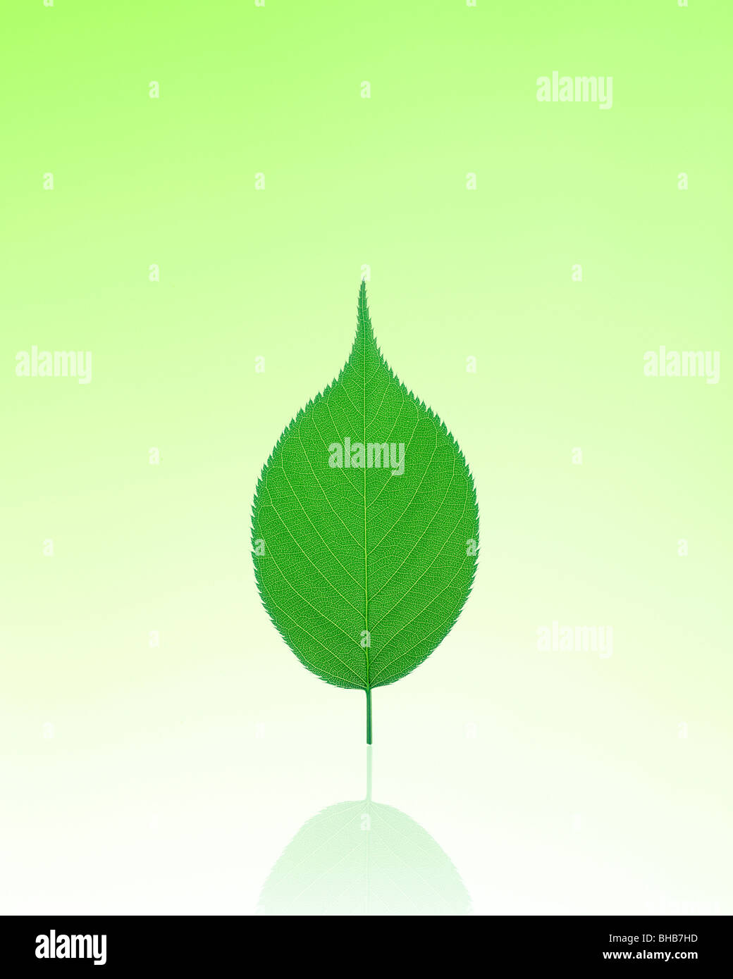 Single leaf, studio shot Stock Photo - Alamy