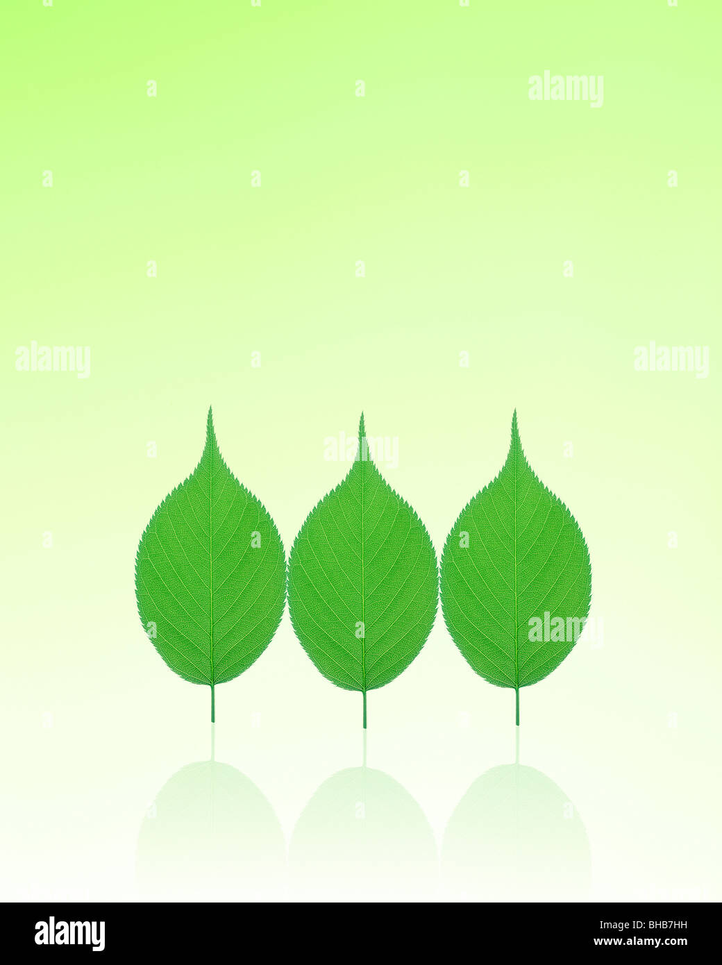 Three vertical leaves hi-res stock photography and images - Alamy