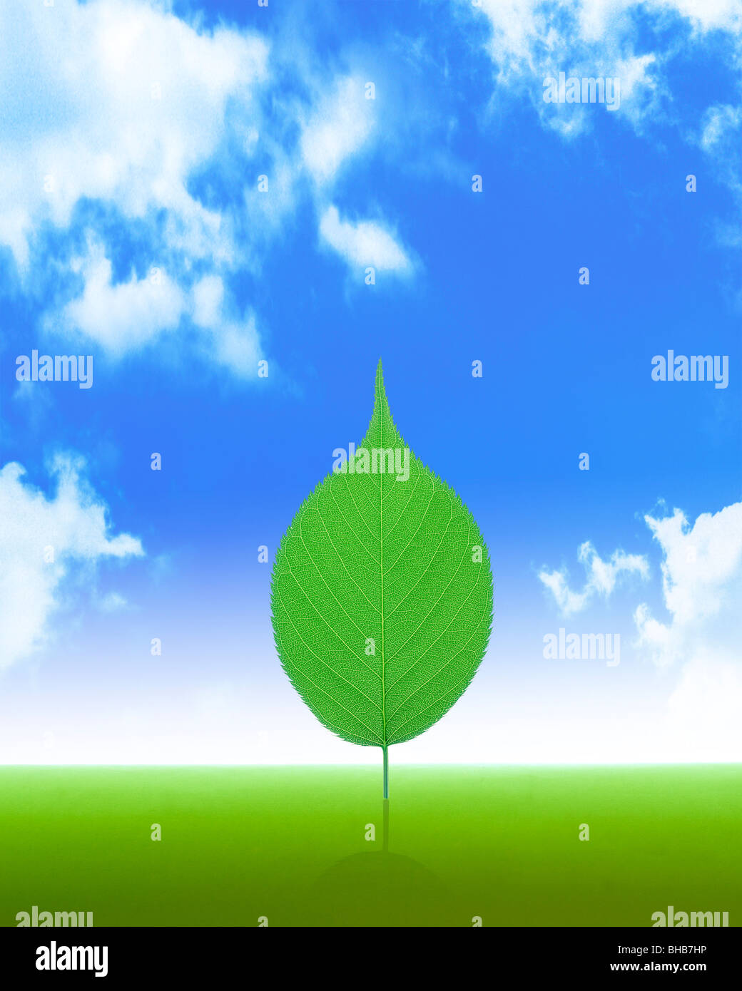 One leaf with sky in background Stock Photo - Alamy