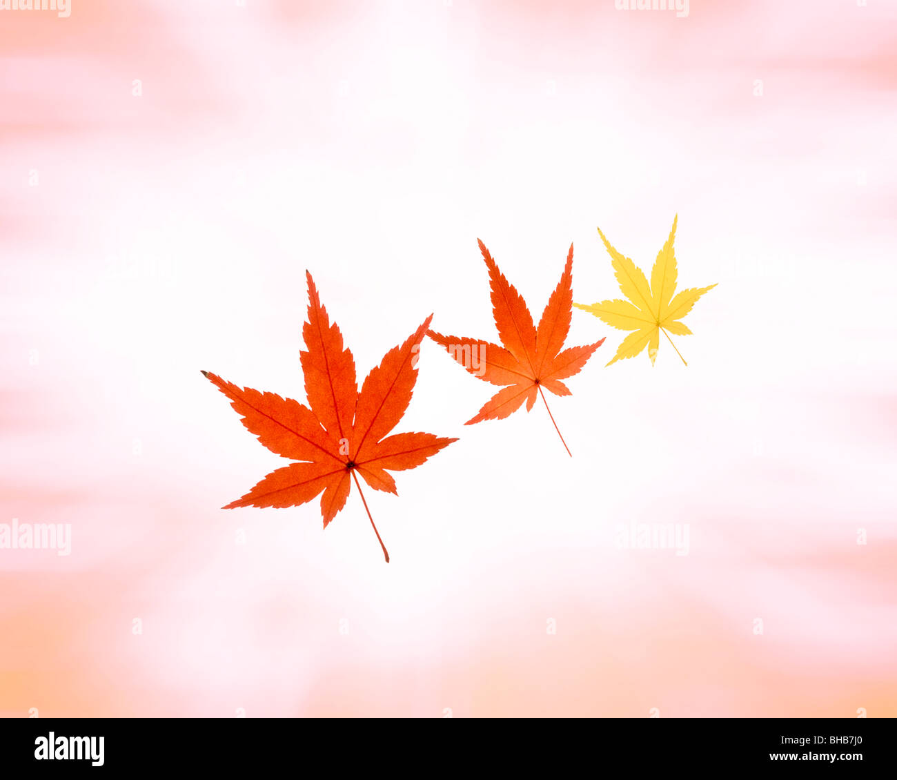 Three vertical leaves hi-res stock photography and images - Alamy