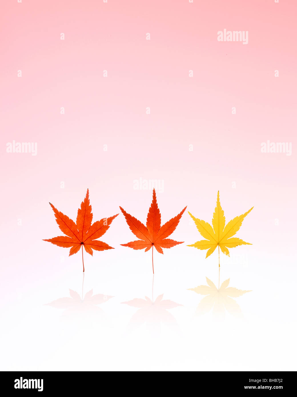 Three maple leaves, studio shot Stock Photo - Alamy
