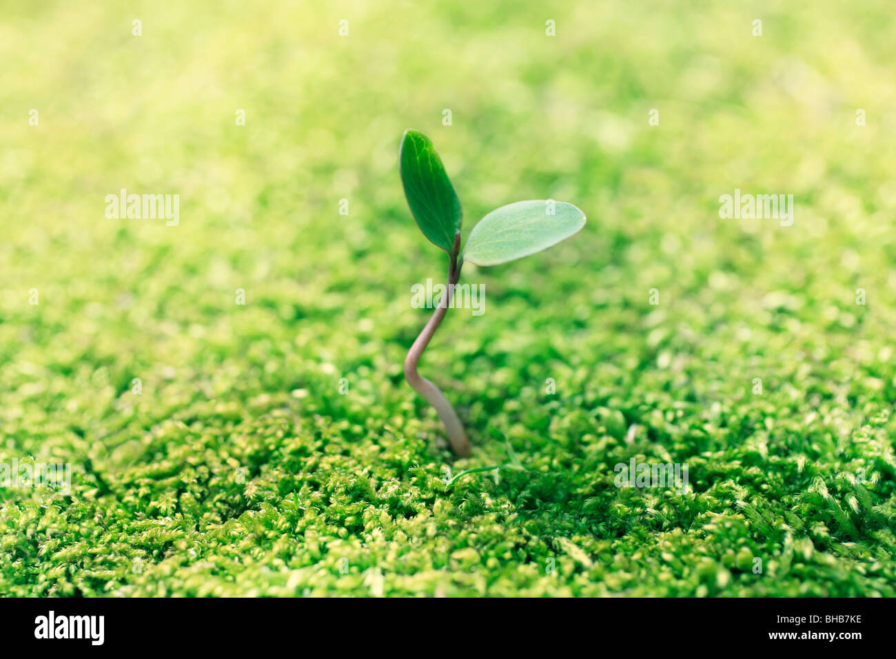 Sapling growing in grass Stock Photo - Alamy