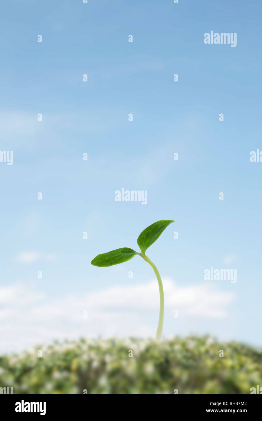 Sapling growing in grass Stock Photo - Alamy