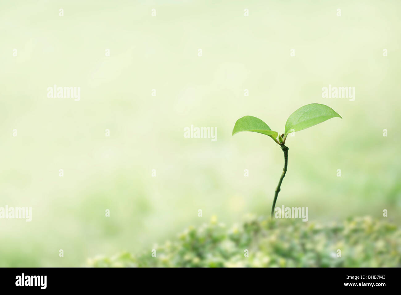 Small sapling growing Stock Photo - Alamy