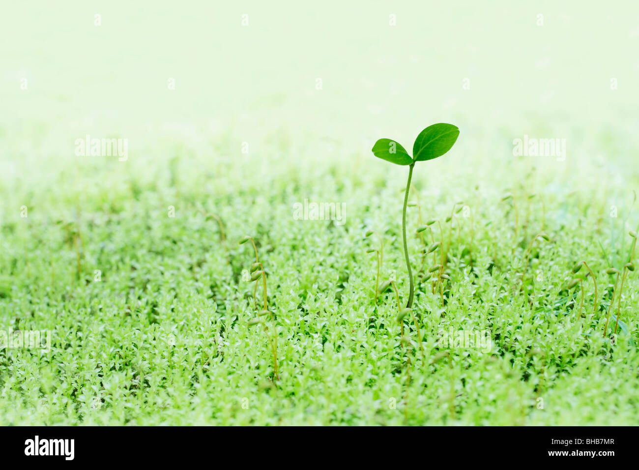 Sapling growing in grass Stock Photo - Alamy
