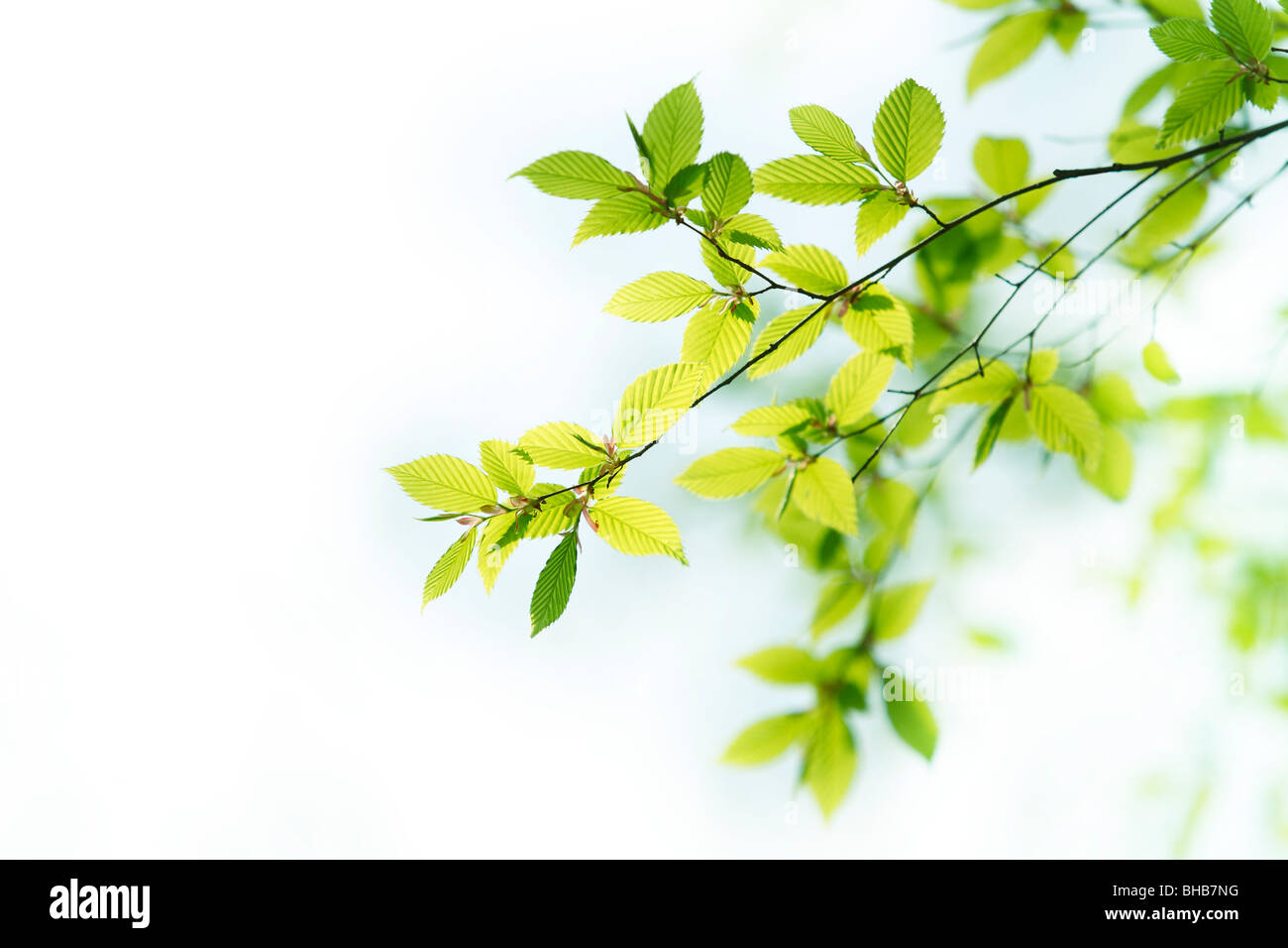 Tree branch against white background Stock Photo - Alamy