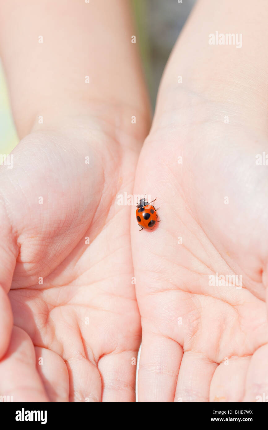 Girl holding ladybug hi-res stock photography and images - Alamy