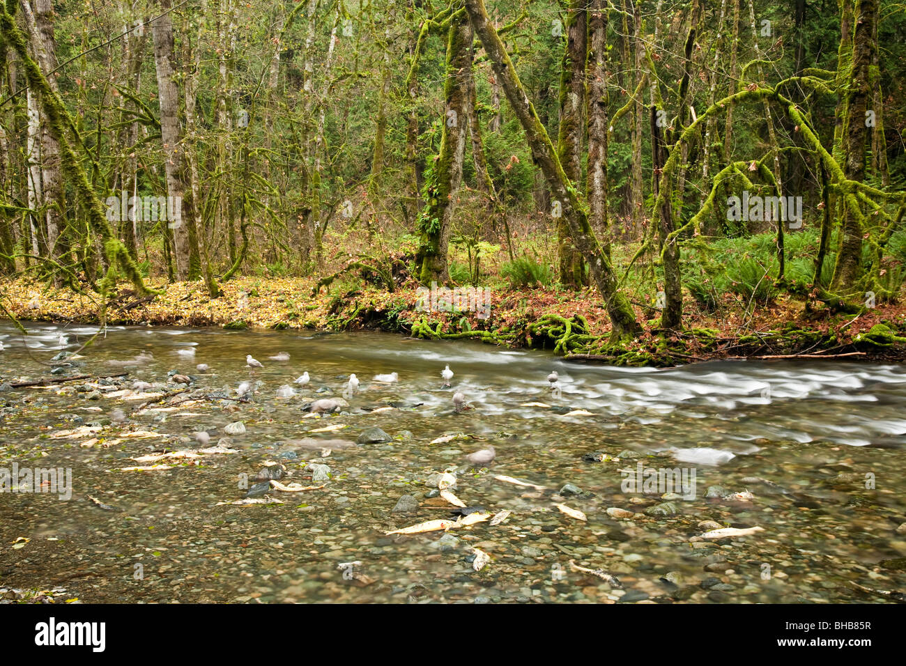 Coho salmon life cycle hi-res stock photography and images - Alamy