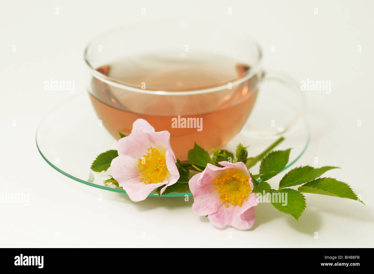 Rose (Rosa sp.). A cup of infusion made of rose hips with a flowering ...