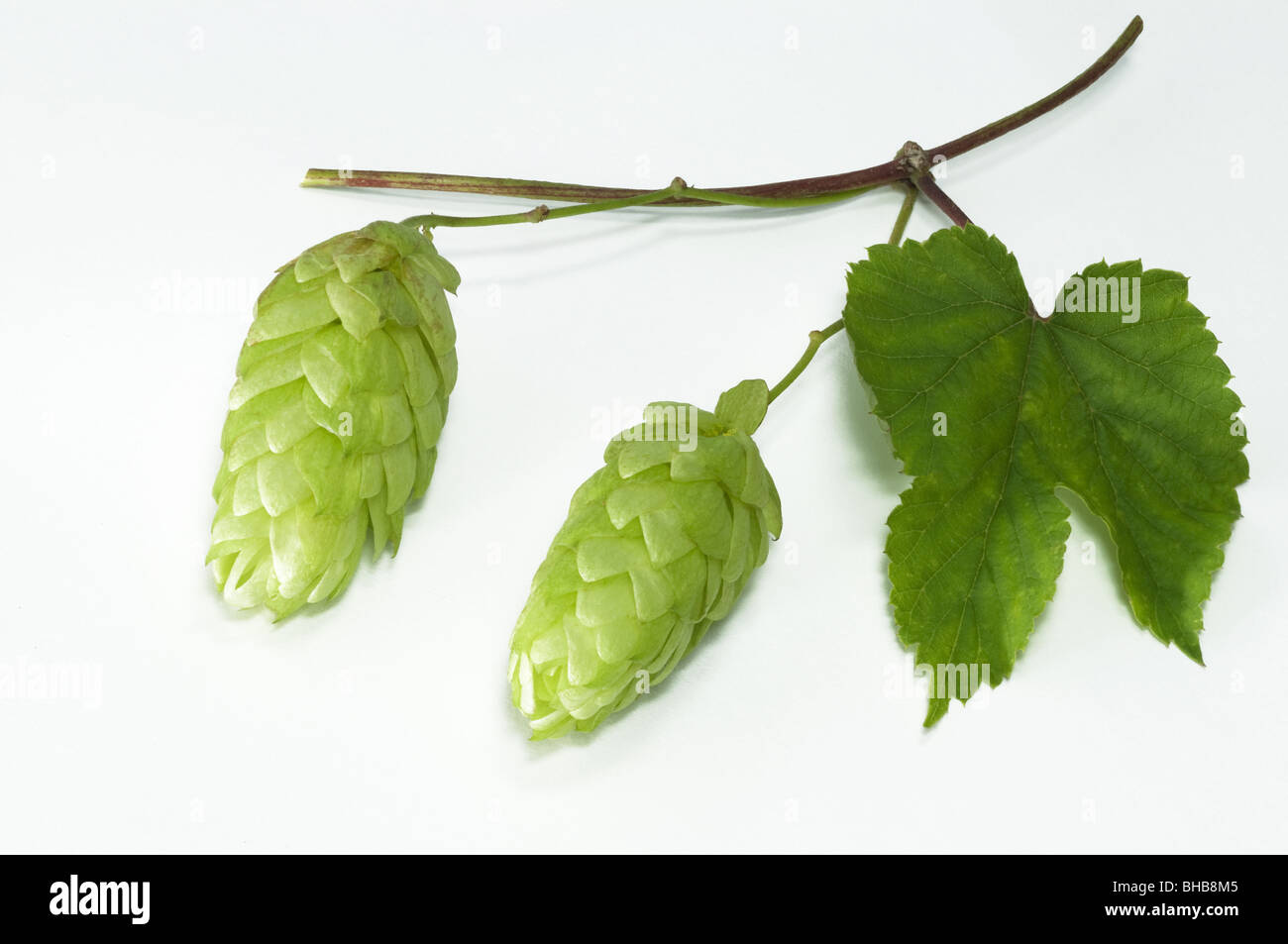 Common Hop (Humulus lupulus), tendril with leaf and fruit, studio ...
