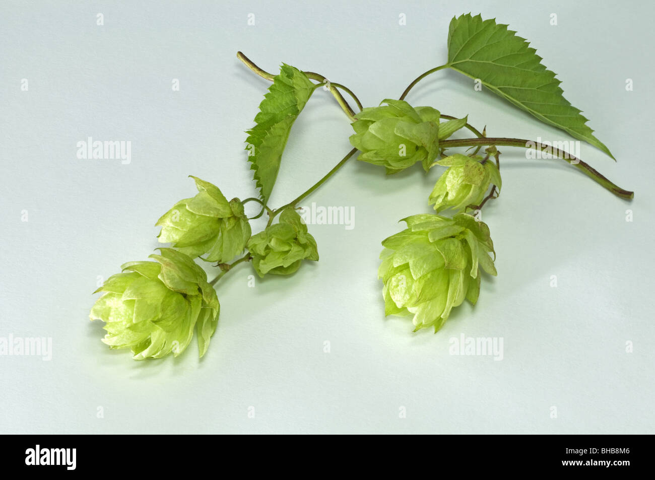 Common Hop (Humulus lupulus), tendril with leaves and fruit, studio ...