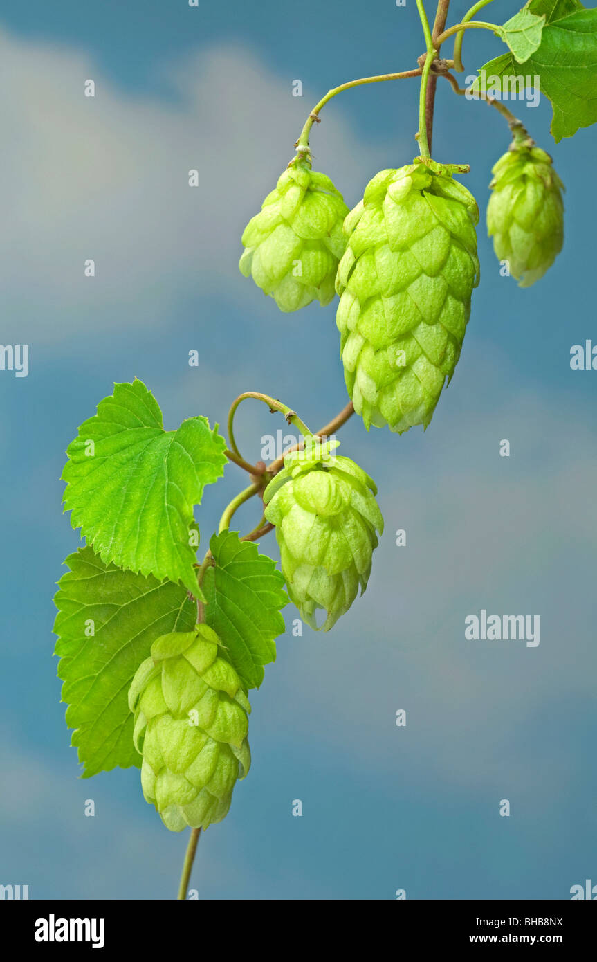 Common Hop (Humulus lupulus), tendril with leaves and fruit Stock Photo ...