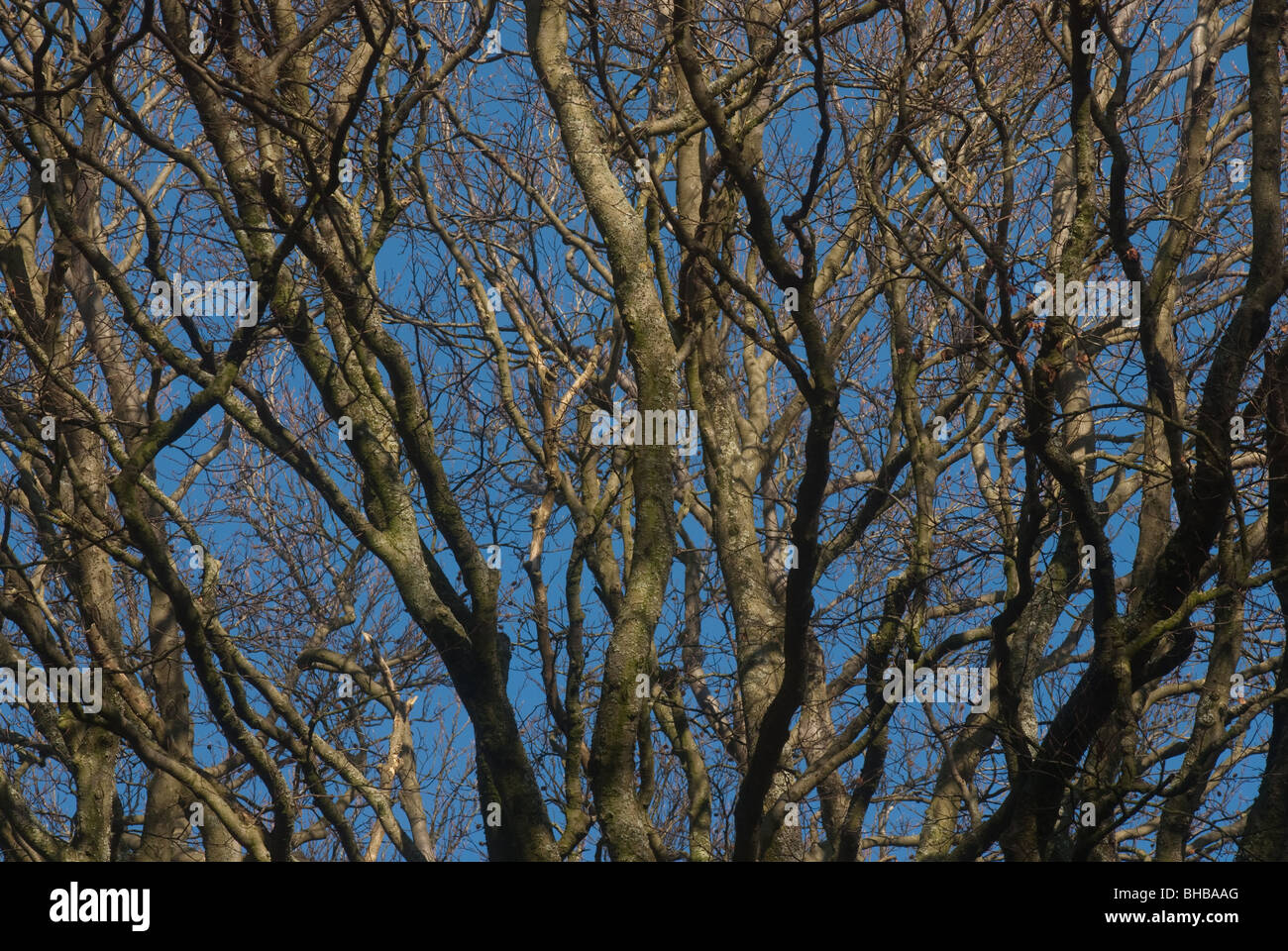 Tree branches air tree hi-res stock photography and images - Alamy