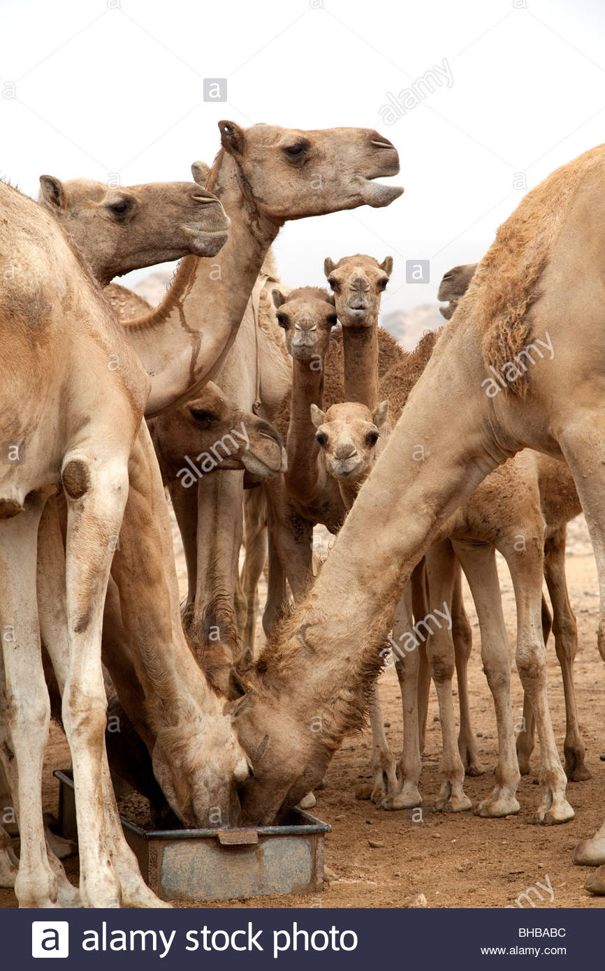Camel Food Stock Photos & Camel Food Stock Images - Alamy