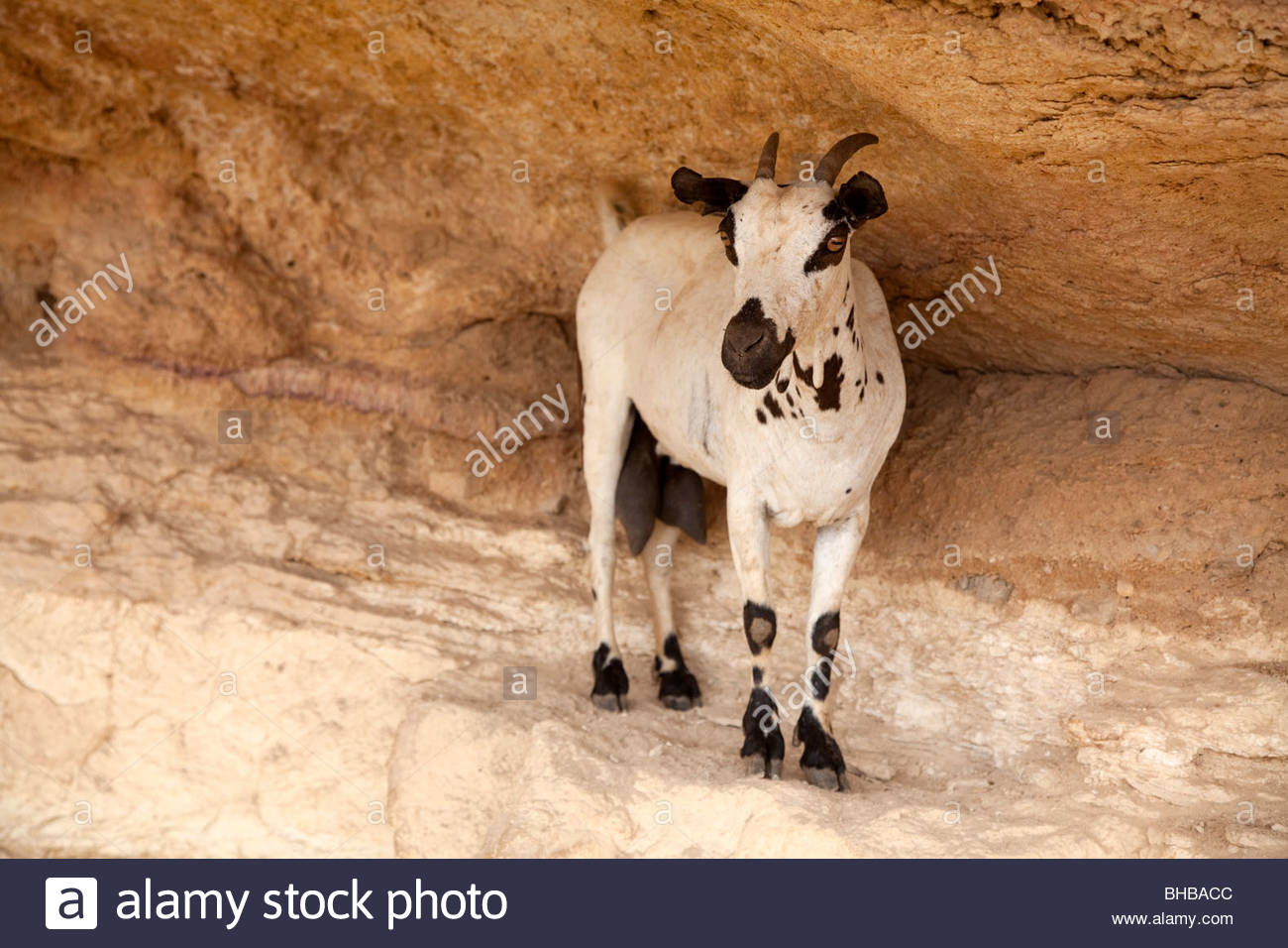 Arab Goat Stock Photos & Arab Goat Stock Images - Alamy