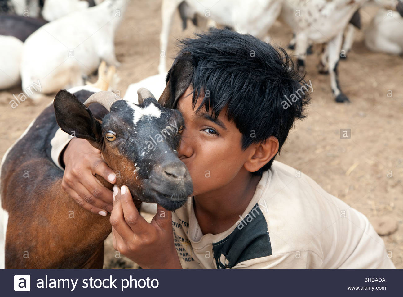 Arab Goat Stock Photos & Arab Goat Stock Images - Alamy