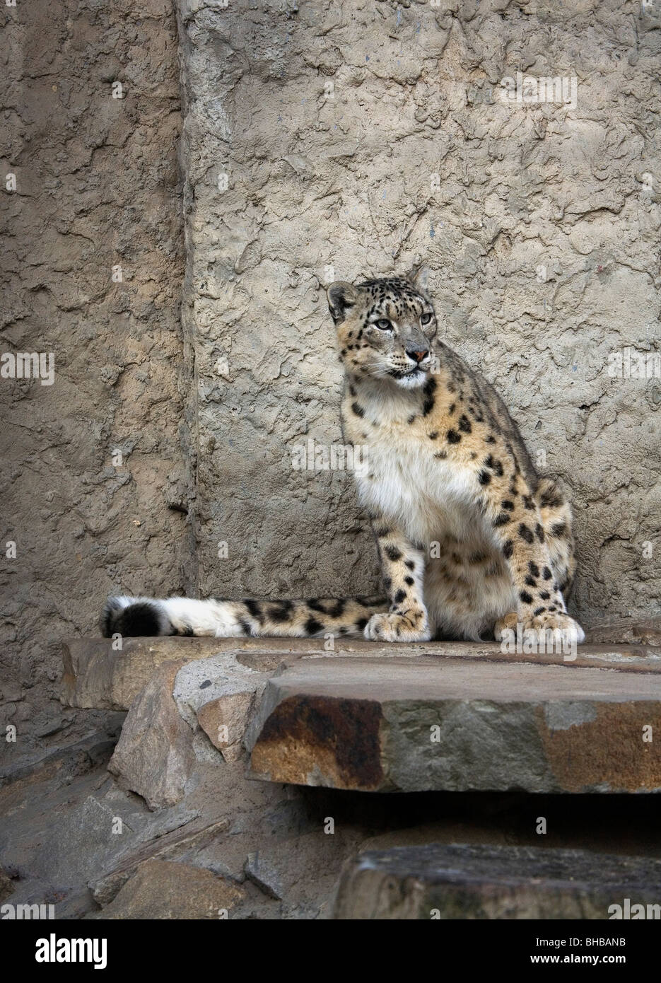 Poland, Krakow, ZOO, tiger Stock Photo - Alamy