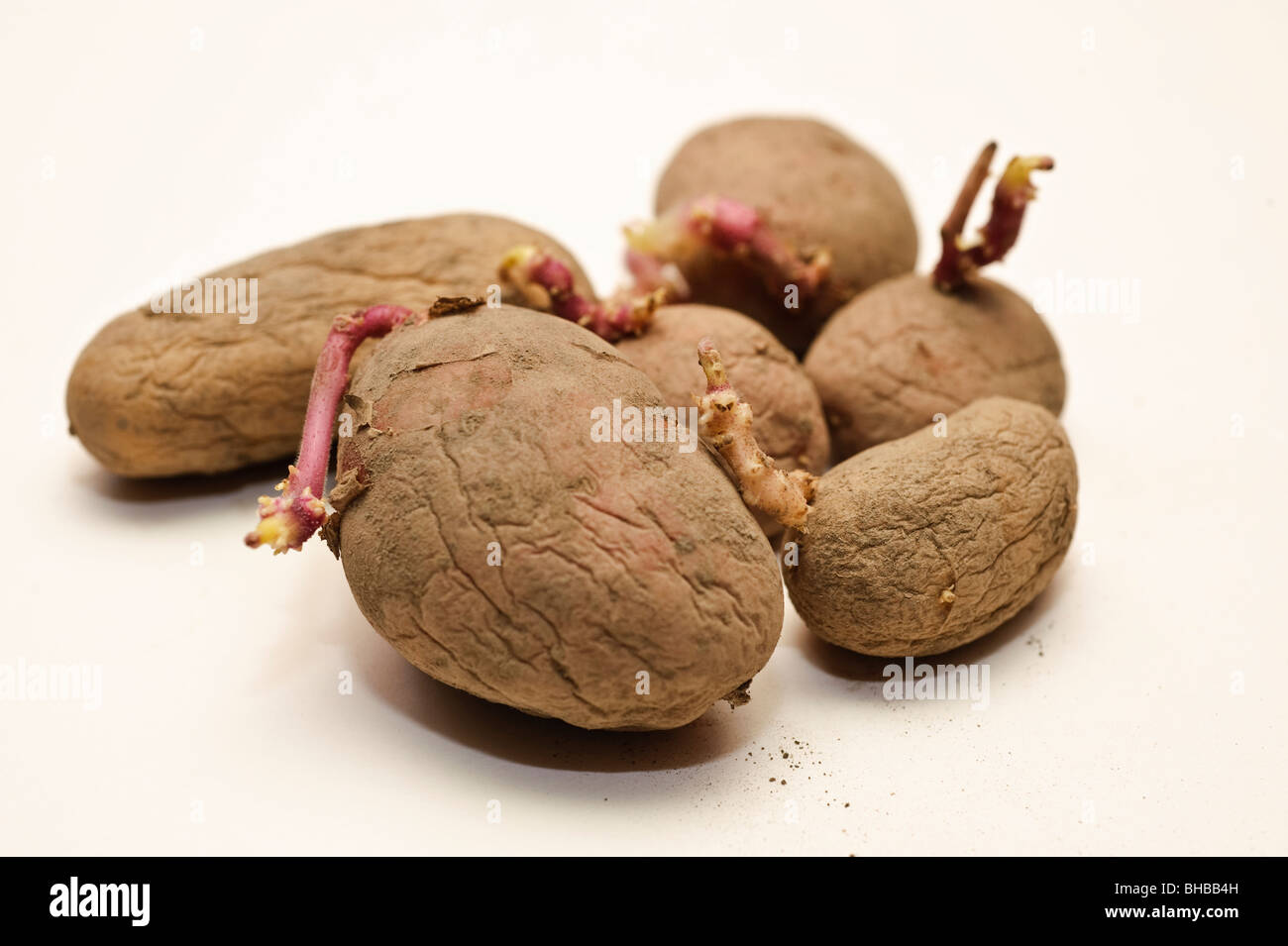 chitted seed potatoes ready for planting Stock Photo - Alamy
