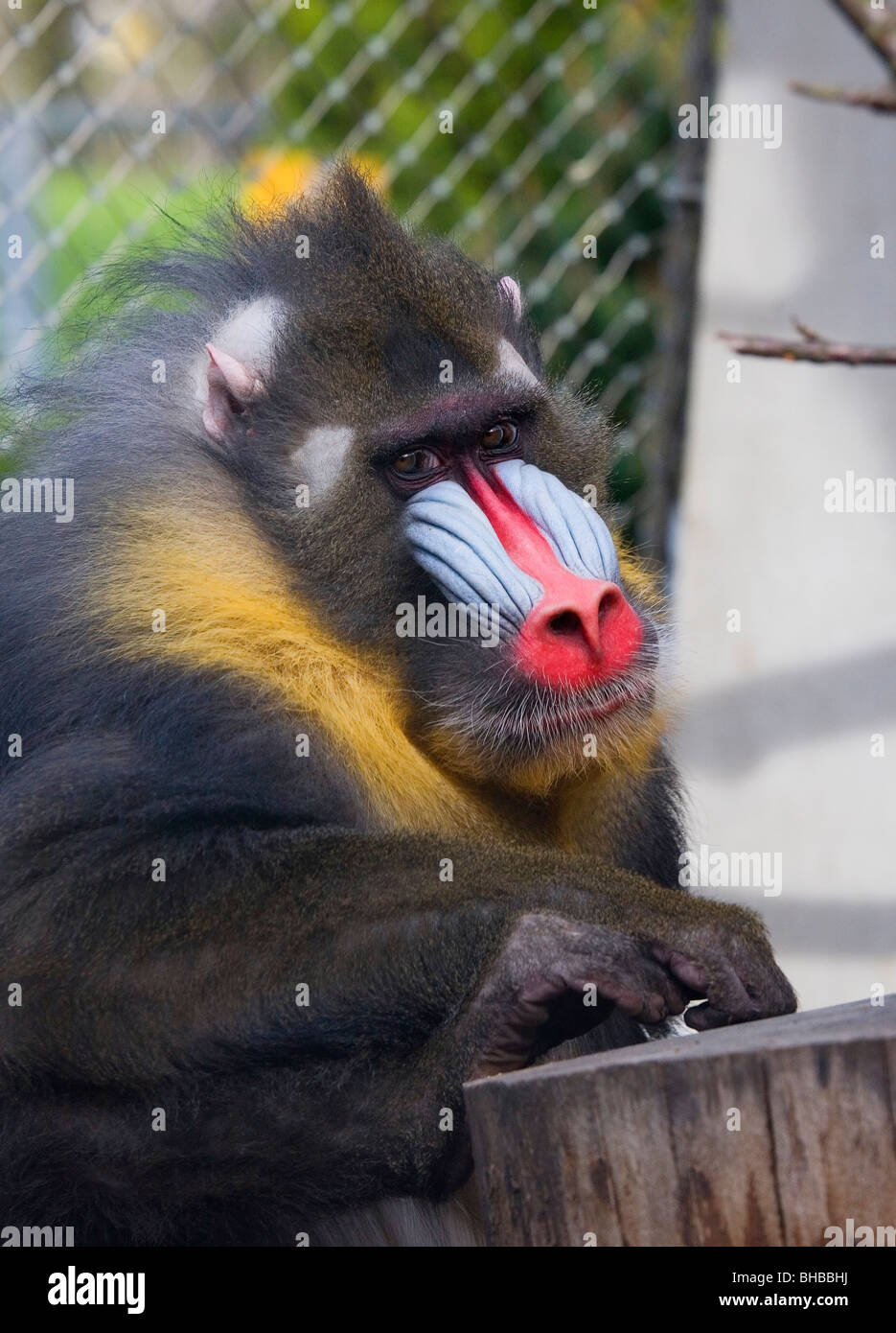 Poland, Krakow, ZOO, Mandrill (Mandrillus sphinx) monkey Stock Photo ...