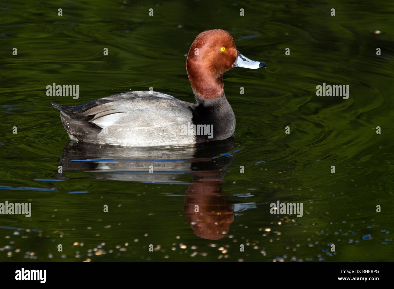Canvasback; Aythya valisineria Stock Photo - Alamy