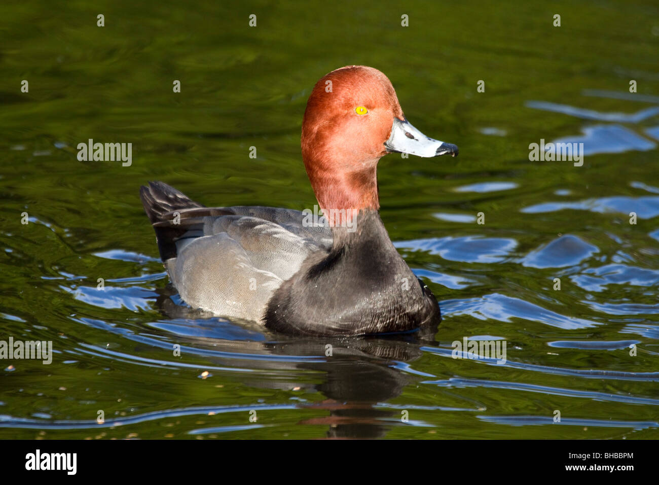 Canvasback eye hi-res stock photography and images - Alamy