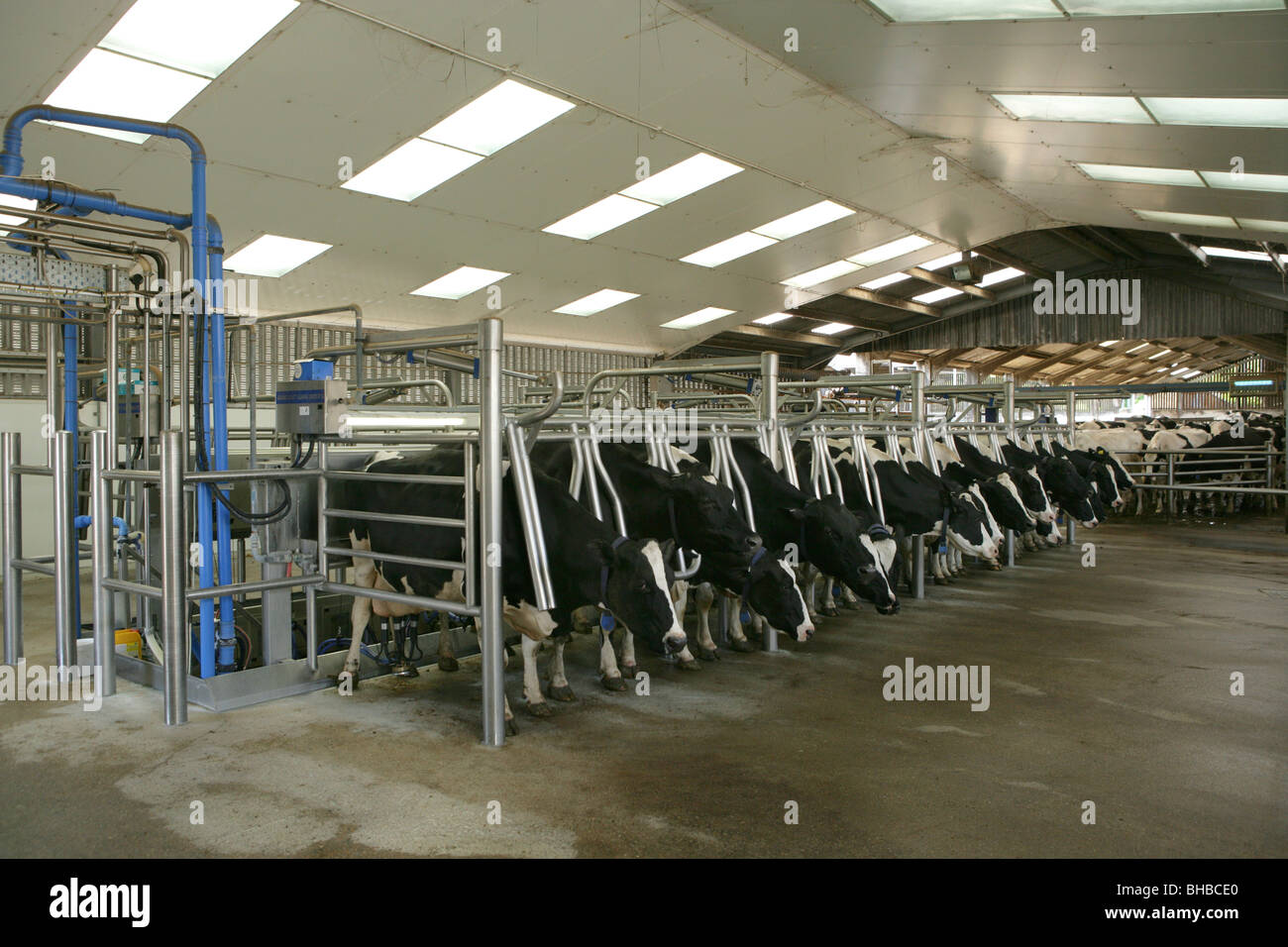 Milking parlour hi-res stock photography and images - Alamy