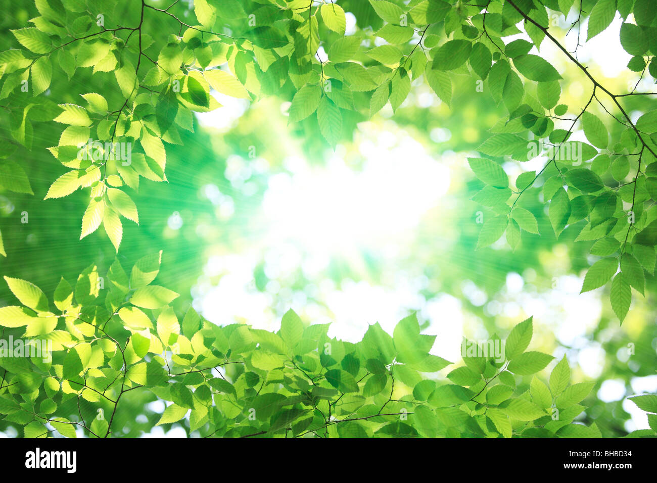 Sun shining through green leaves Stock Photo - Alamy