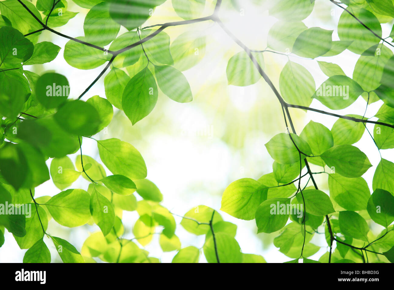 Sun shining through green leaves Stock Photo - Alamy
