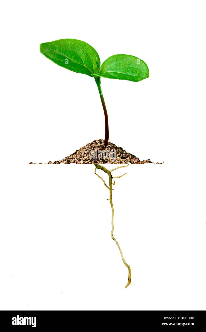 Seedling with root against white background, close-up Stock Photo - Alamy