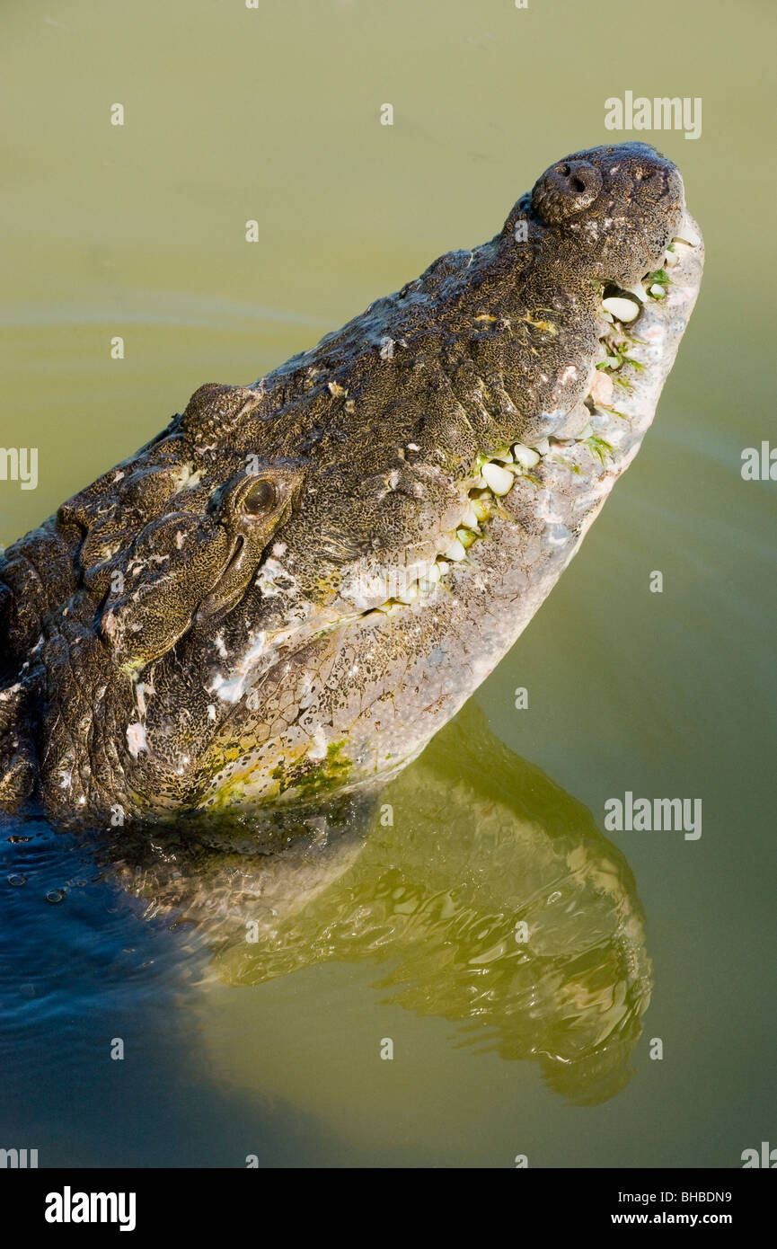 Morelets belize crocodile crocodylus moreleti hi-res stock photography ...
