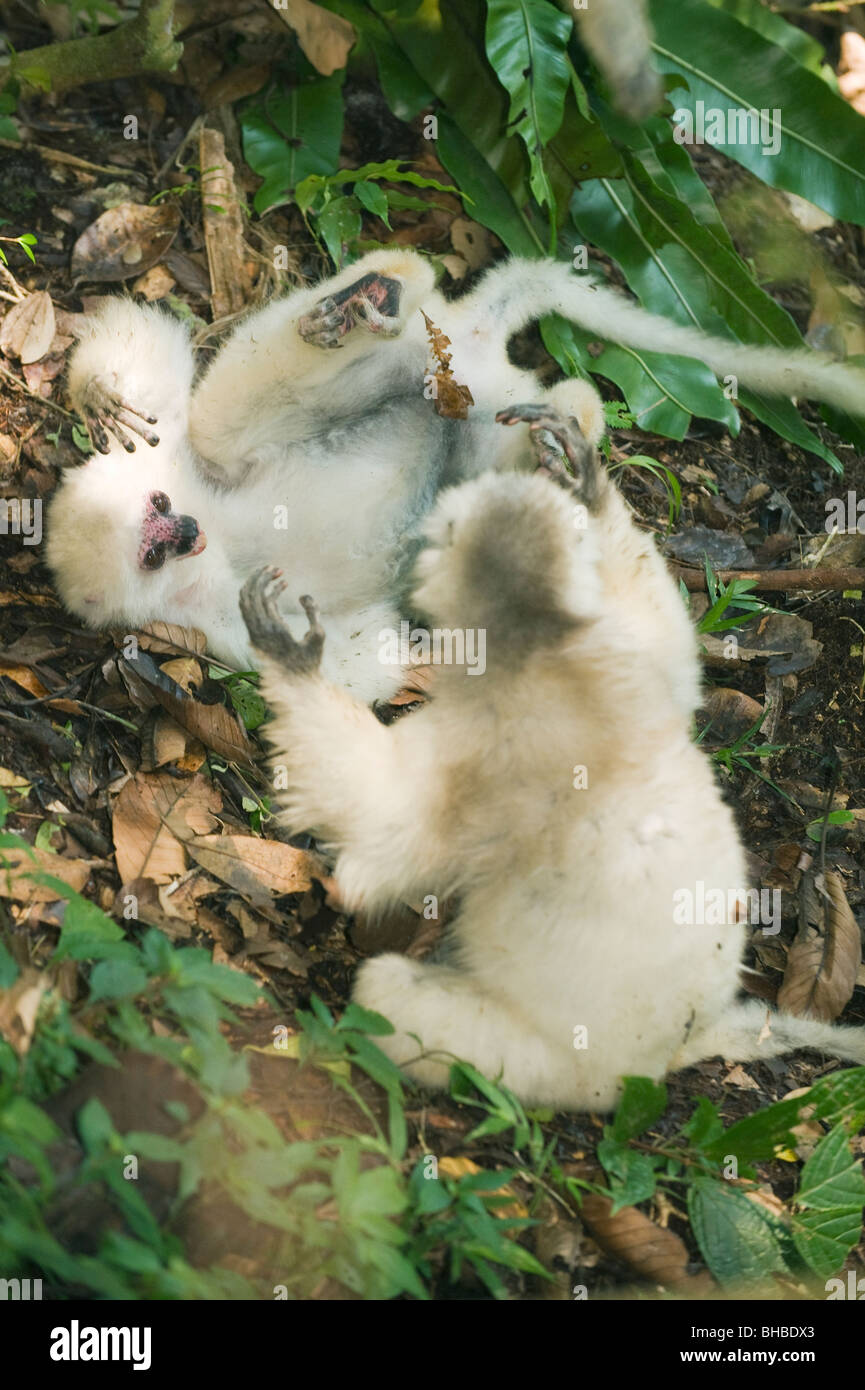 Silky Sifaka lemur (Propithecus candidus) Endangered, Marojejy National ...
