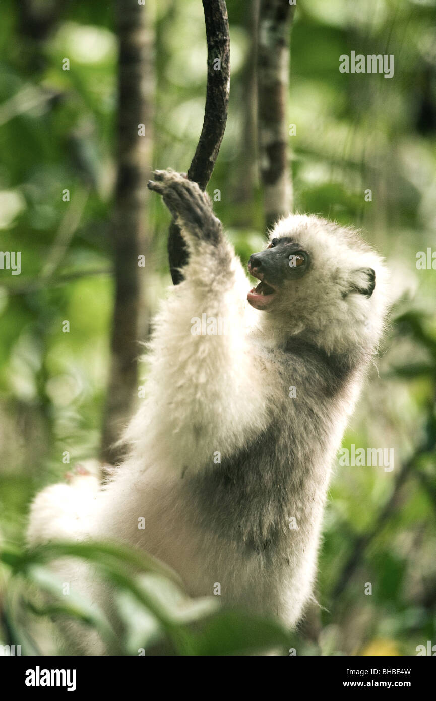 Silky Sifaka lemur (Propithecus candidus) Endangered, Marojejy National ...