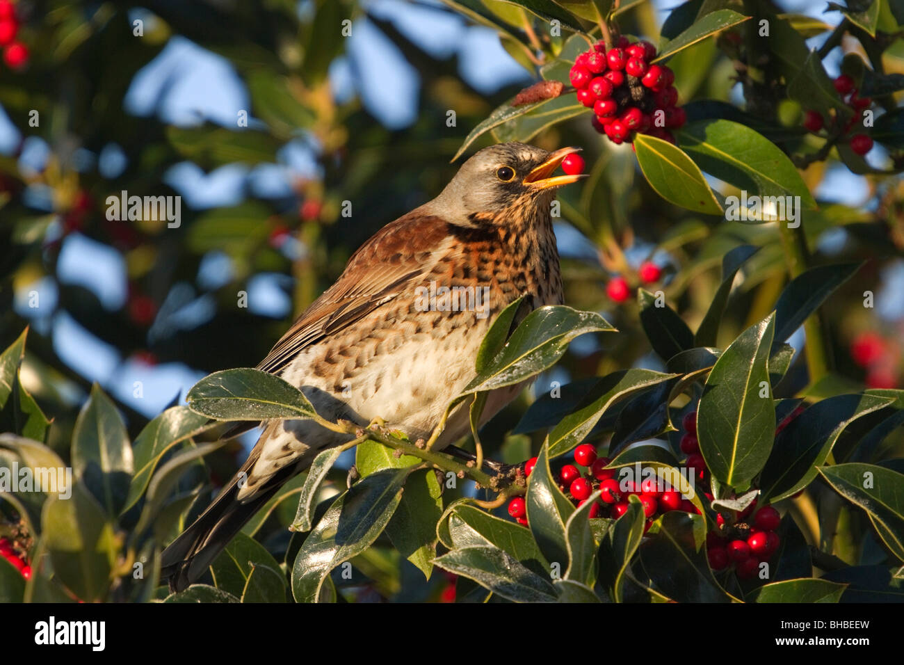 Fieldfare; Turdus pilaris; eating holly berries; York Stock Photo - Alamy