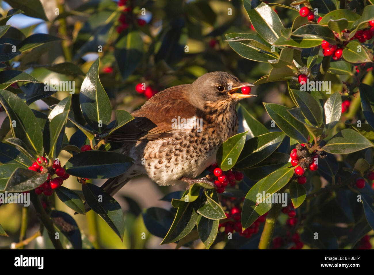 Holly berries bird hi-res stock photography and images - Alamy