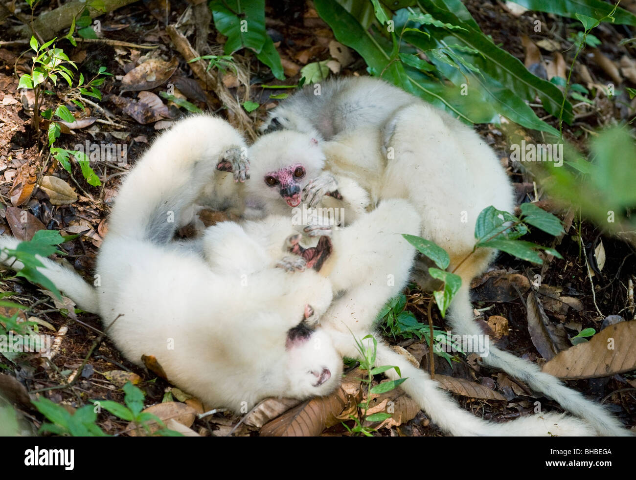 Silky Sifaka lemur (Propithecus candidus) Endangered, Marojejy National ...